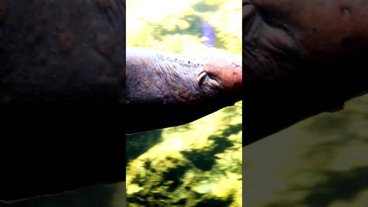 Como atrair e pegar uma enguia elétrica #shorts