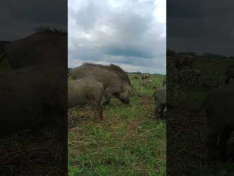 pigs eating green grass #animals #pigfeed #farming #lifeisbutadream