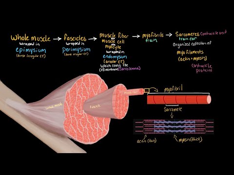 Structural Organization of Skeletal Muscle