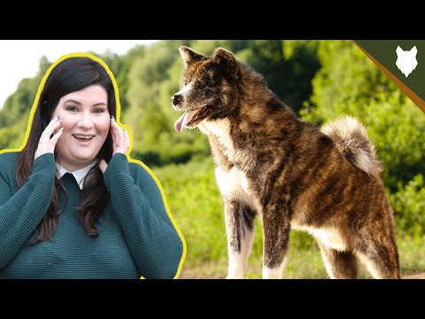 Everything You NEED TO KNOW About The AKITA!