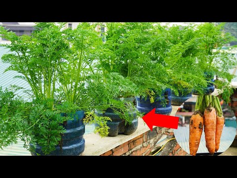 How to Grow Carrots in Plastic Containers Super Fast, Super Saving, and High Yield