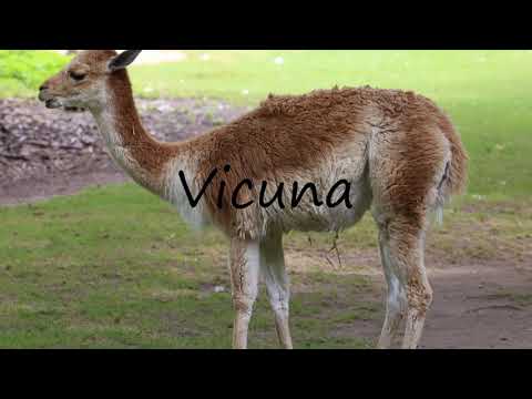 How to Pronounce Vicuna?