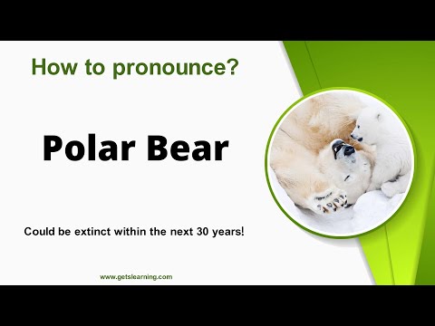 How to pronounce Polar Bear in English Correctly