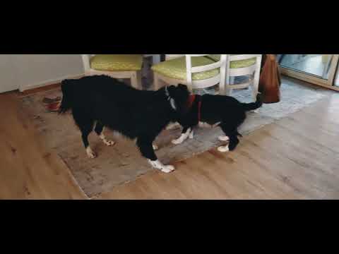 Play Date with Milli and Munchkin the Border Collies