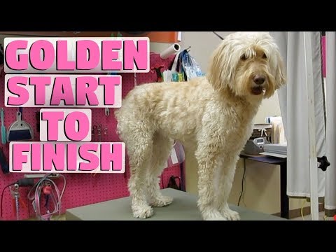 Mobile Dog Grooming – Outlines For Elements Of Dog & Cat Grooming