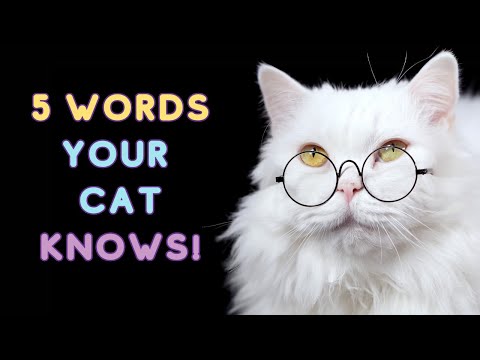 5 WORDS Your Cat Truly UNDERSTANDS (Backed by SCIENCE)