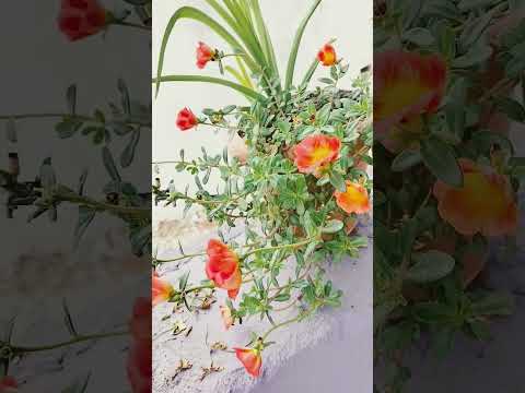tell## me# the name of this plant#please