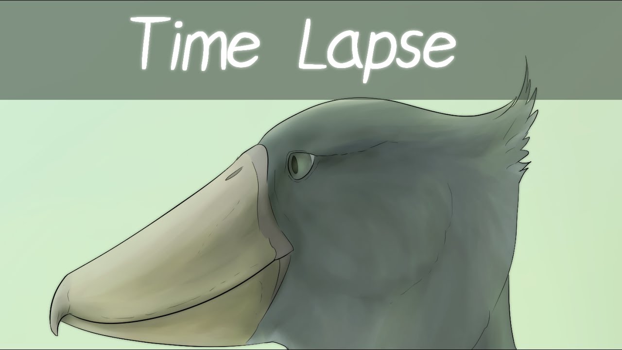 Shoebill Stork -Time Lapse-