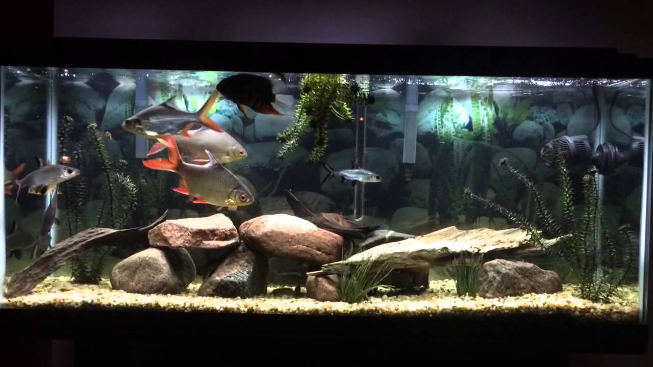 Bala Shark • Care Guide (Tank Setup, Mates & Diet)