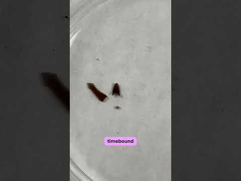 Regeneration in Planaria: Nature's Marvel"#facts