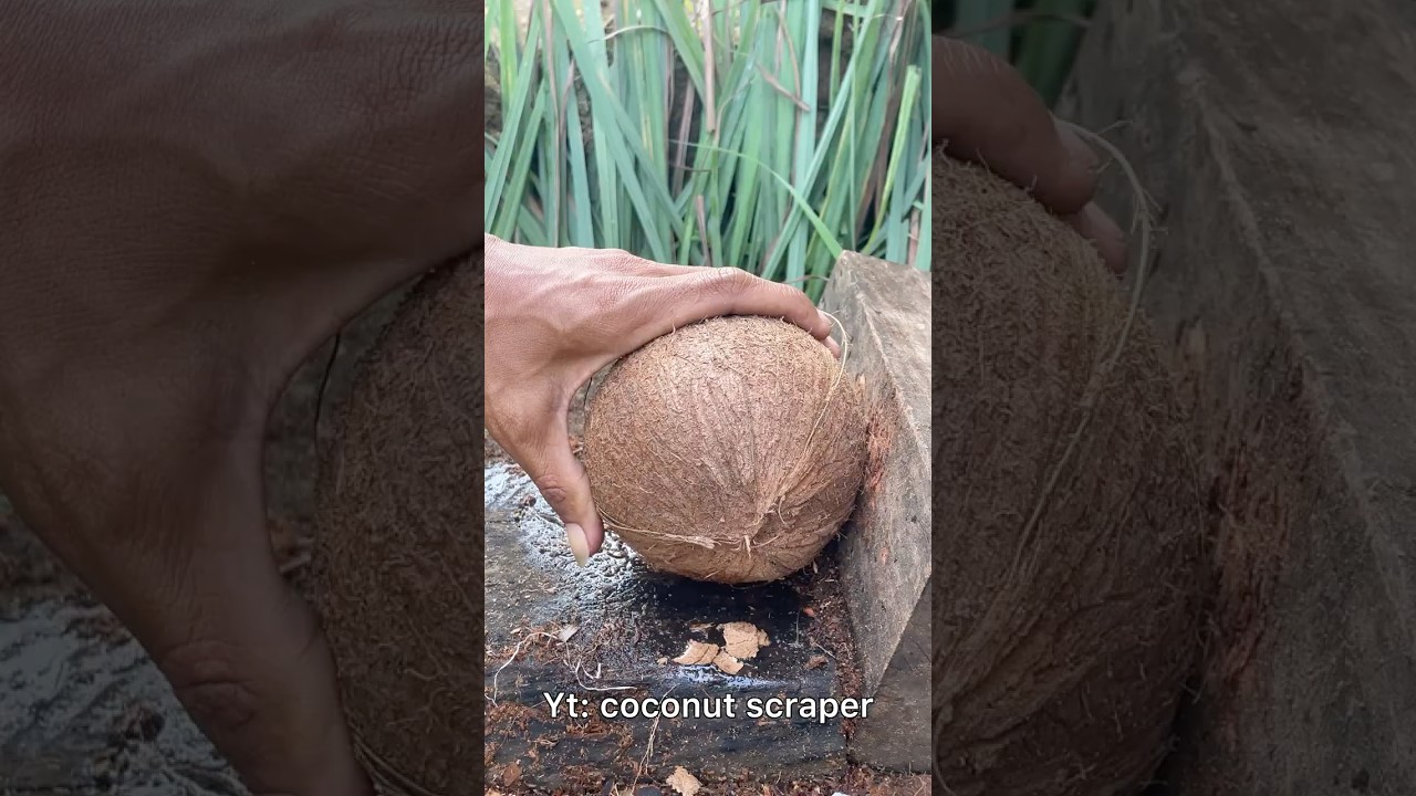 day 23 peeling coconut
