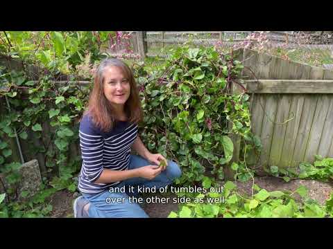 What is Malabar Spinach?