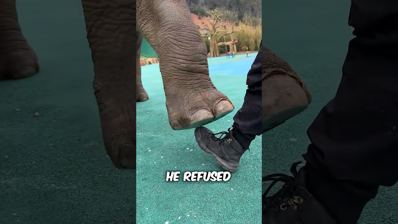 The Smartest Elephant #shorts #elephant