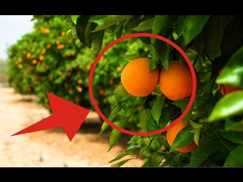 [Must Watch] Florida Citrus Groove WOW
