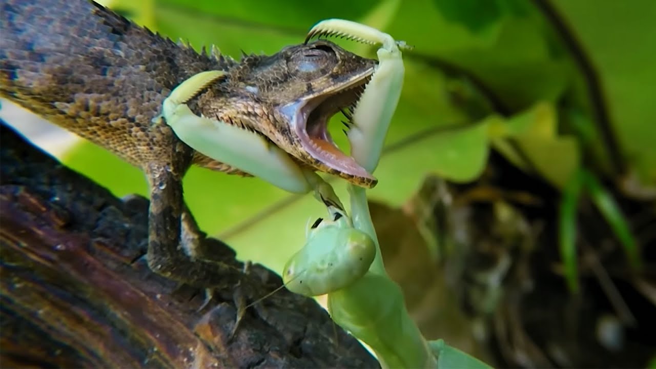 The World’s Most Deceptive Killer: The Giant Mantis