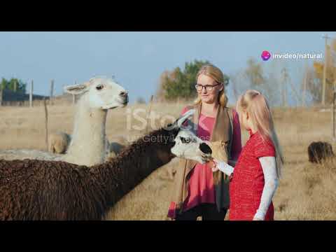 10 Fun Facts About Llamas You Didn't Know!