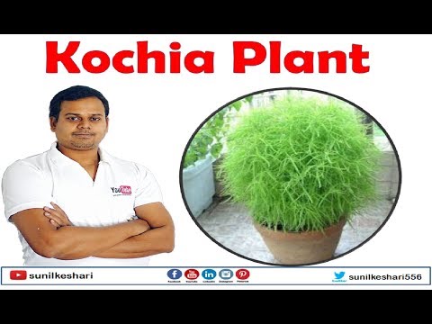Bassia scoparia or kochia plant and flowers used also for research for diabetes mellitus symptoms
