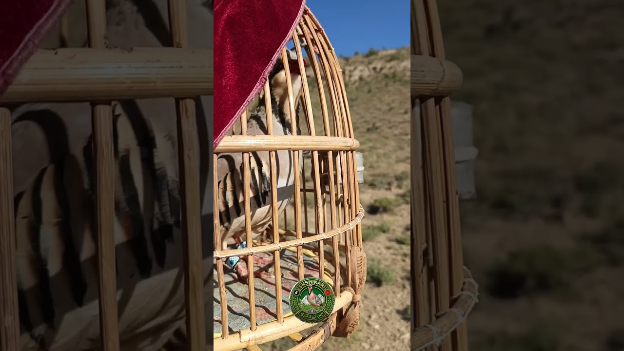 shikari chakoor keklik sesi #birds #animals #hunting @Birdsloverofficial @BirdSound247