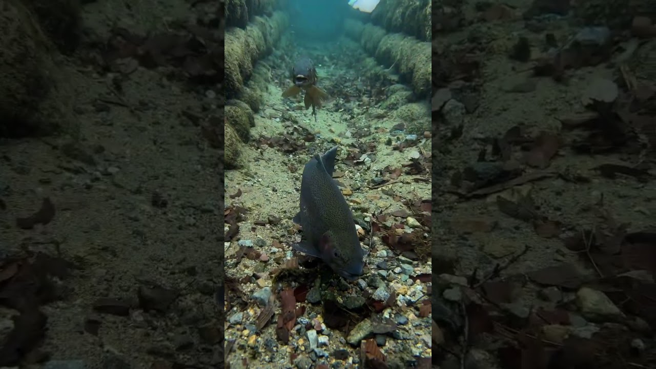 Japan is so clean that..