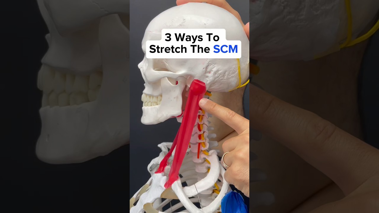 3 Ways to Stretch the SCM!