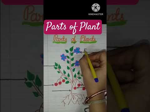 Parts of Plant#worksheets #ukg#evs worksheet #viral YouTube shorts