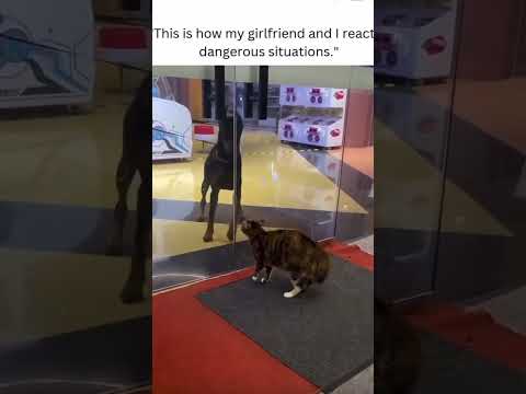 Send this to your GF/BF❤️ #cat #catmemes #couple #love #foryou #shorts #dailyshorts #funny #animal