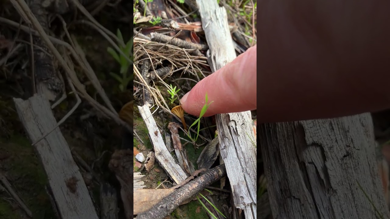 The tiniest toadstool I have ever seen #fungi #toadstool
