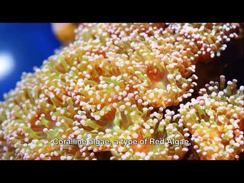 What Is Algae for kids