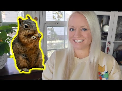 Spiritual (Symbolic) Meaning of a Squirrel | Animal Symbols & Omens