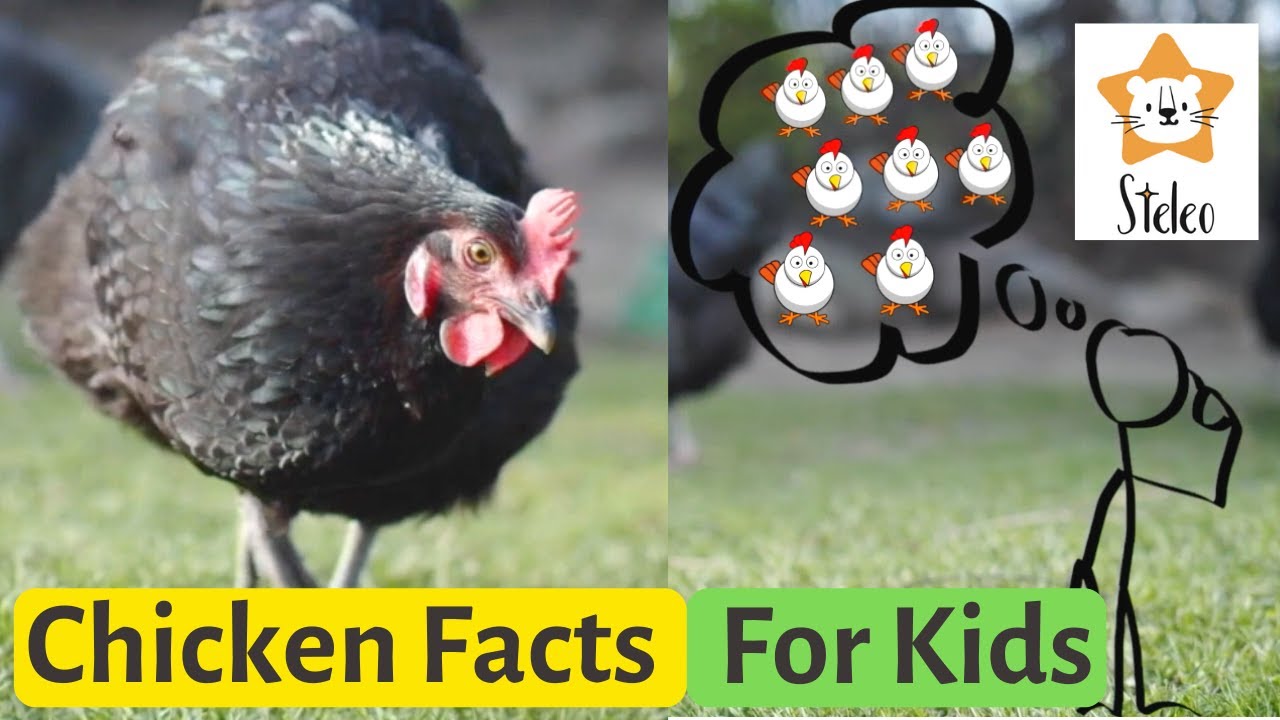 Chickens for Kids | 15 interesting facts about CHICKENS!
