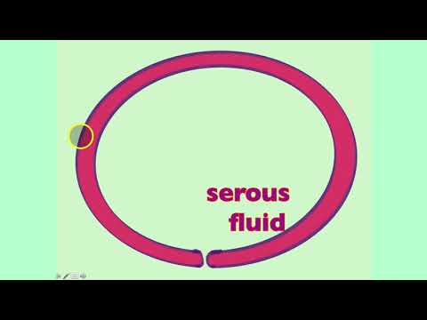 Serous Membranes