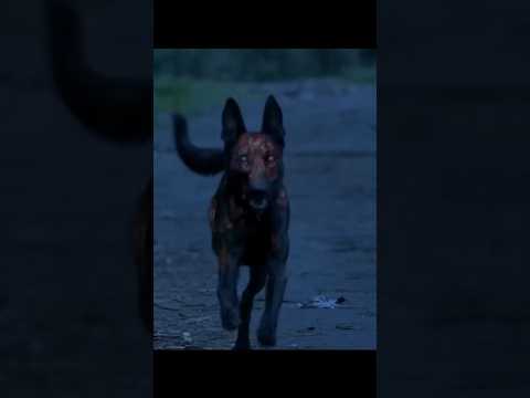 zombie dog ????#attack #shorts ThalapathyRaju