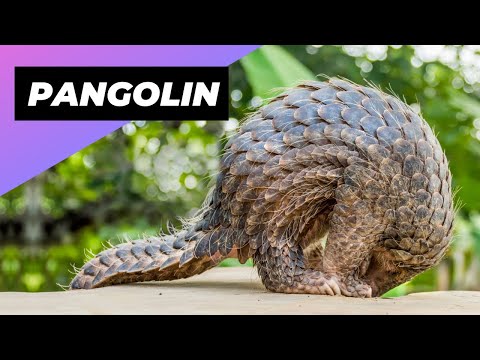 Pangolin 🦔 The Most Trafficked Mammal