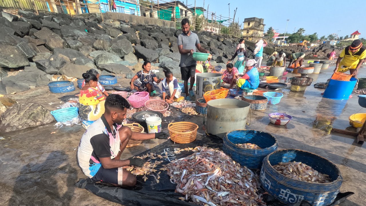 कोळी लोकांची मासळी निवडायची आणि स्टोअर करायची पद्धत. Fish sorting & store process. India fishing