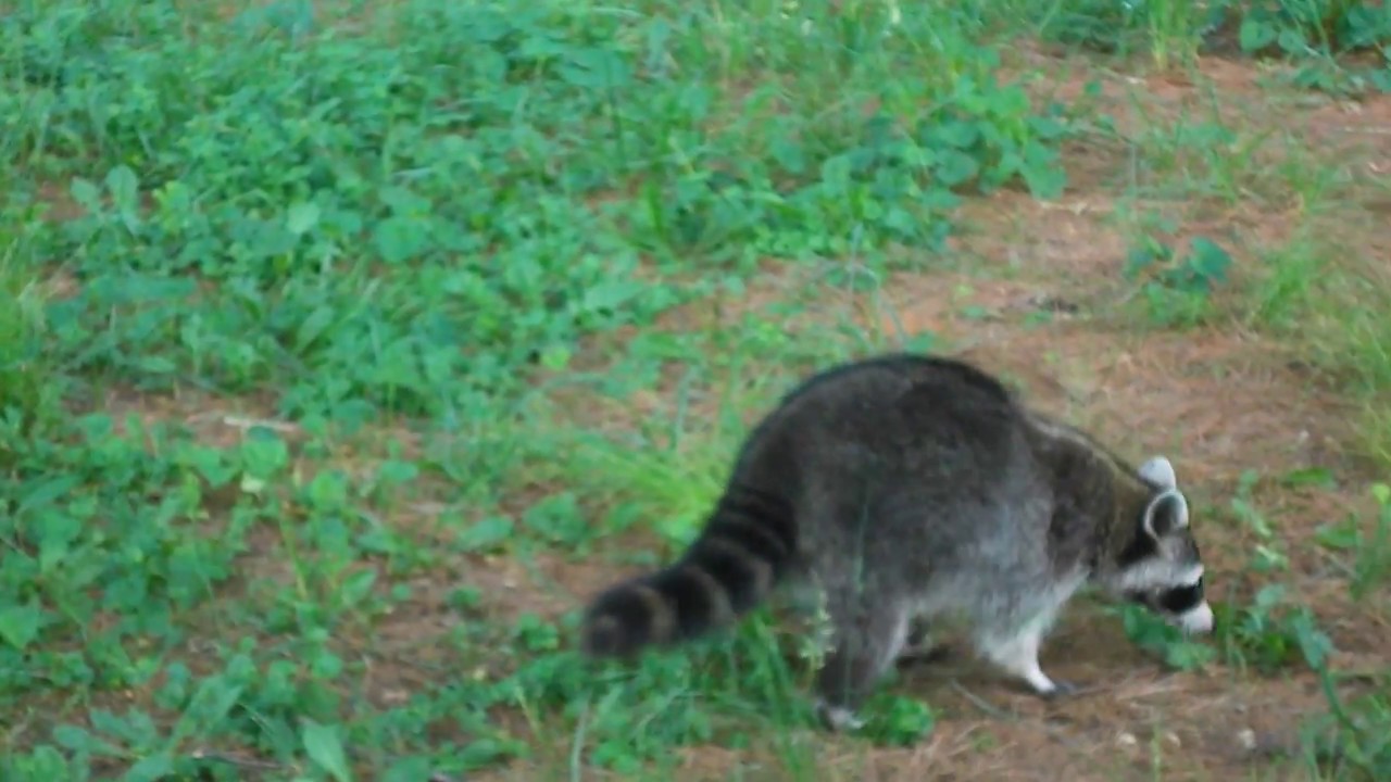 Blue Jay Vs Raccoon
