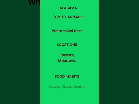 #shorts #animals #alabama #insects #bird #shortsfeed #forest #zoo TOP 10 ANIMALS ALABAMA PART 1