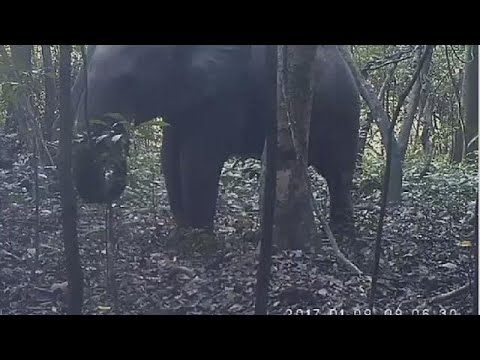 Nigeria's endangered elephants
