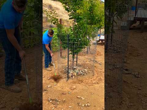 Fertilizing your fruit trees the right way!