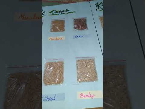 Rabi crops and kharif crops Project on chart|How to make project on chart #project #video #viral