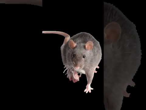 voice of rat