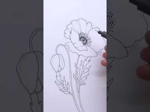 Poppy drawing class