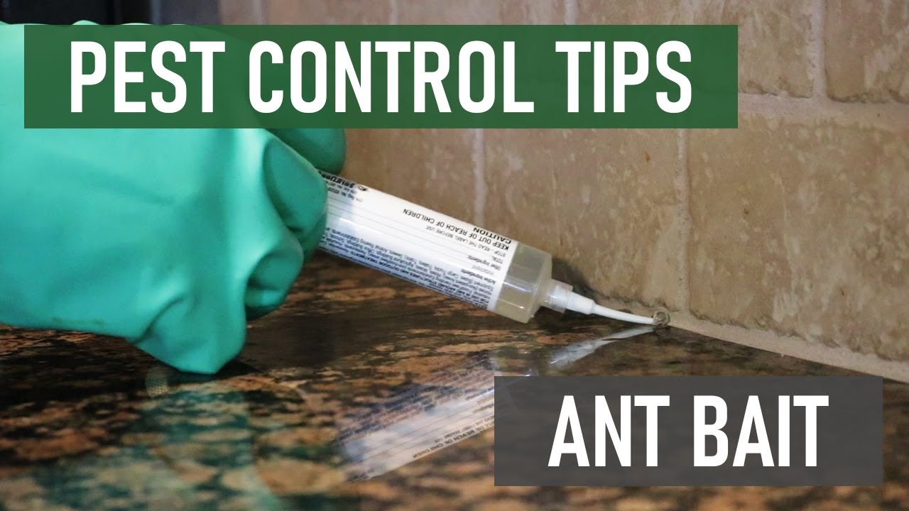 Tips For Effective Ant Baiting (How To Use Ant Bait & Eliminate Ants Quickly)