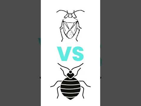 A Bed Bug Look-A-like #bedbugs #insects
