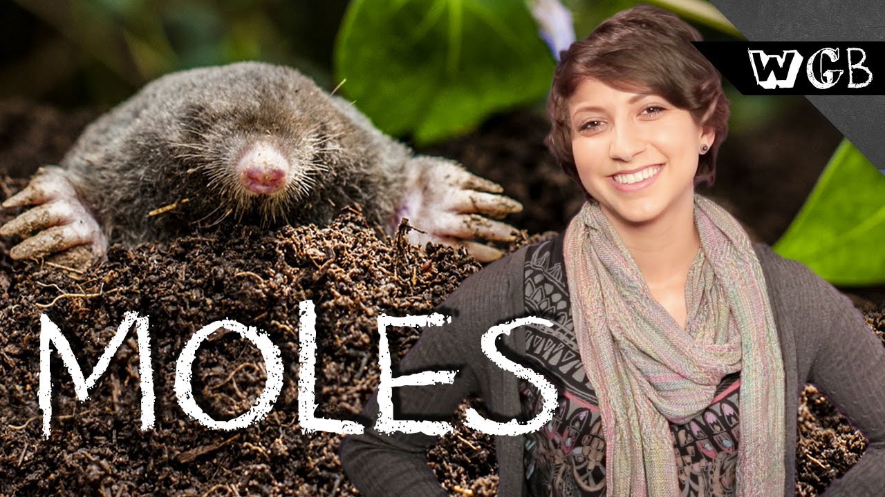 How Do Moles See The World?