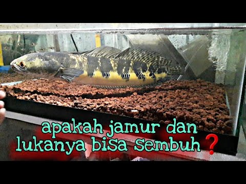 Pengobatan channa maru pakai obat PK.gimana hasilnya❓❓
