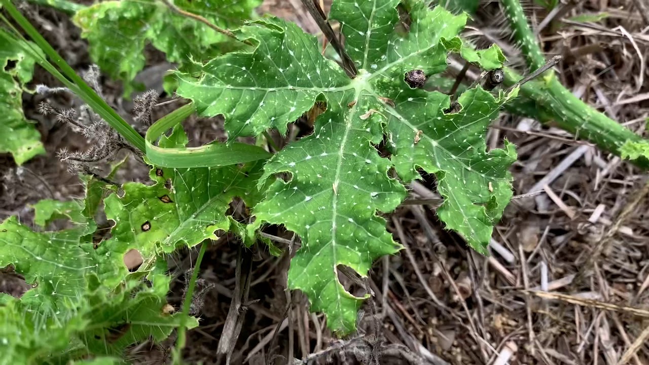 Bull Nettle
