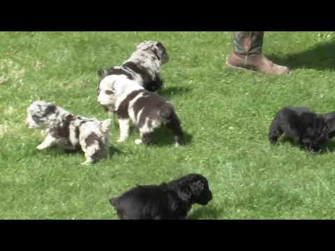 Merlin Miller's Mini Aussie Doodle Pups