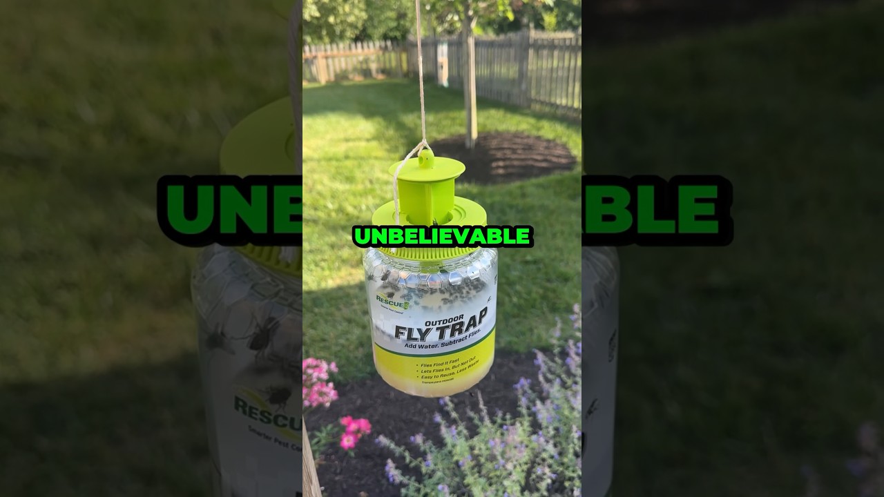 The Ultimate FLY TRAP For Your Backyard! #shorts