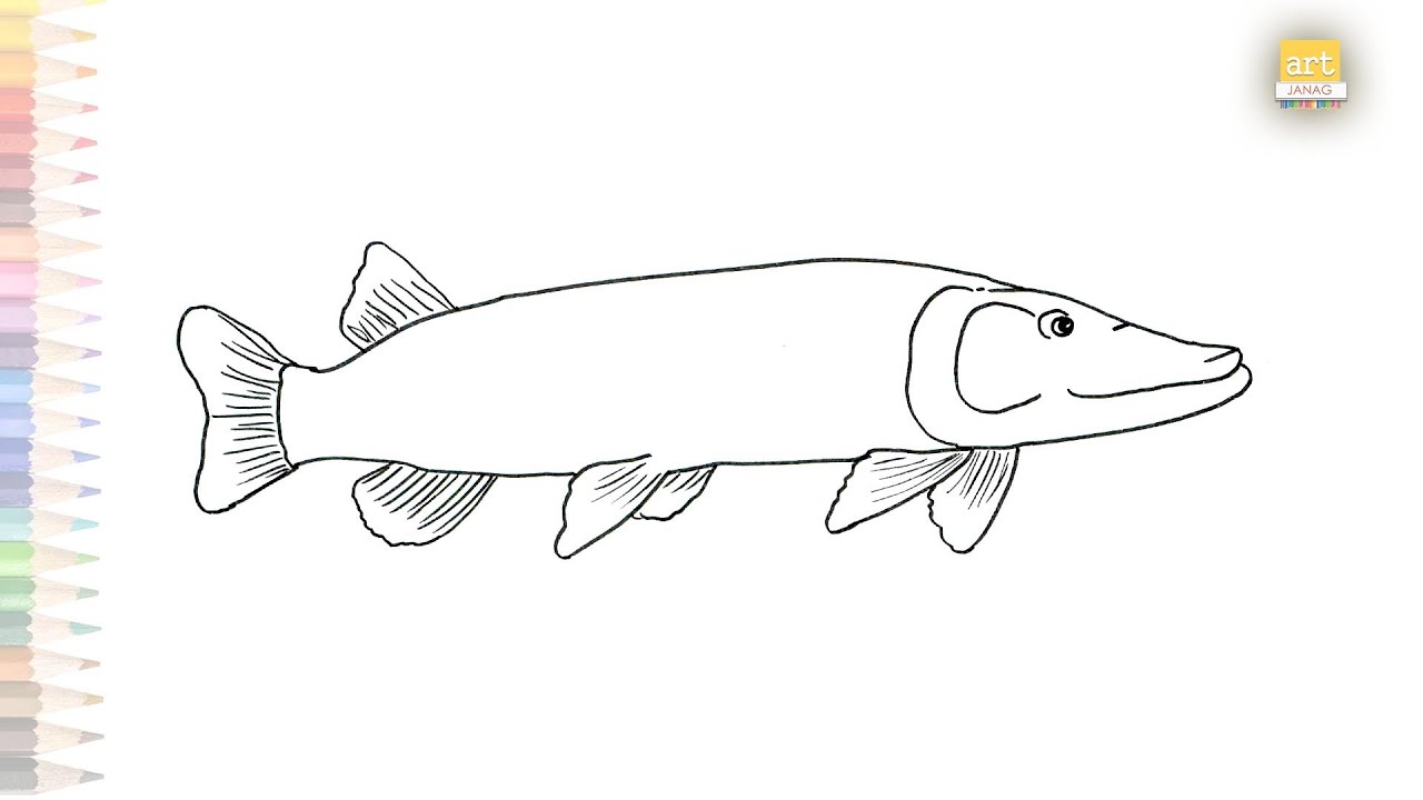 Pike fish | Pike fish drawing easy | How to draw A Pike fish step by step | Drawing videos