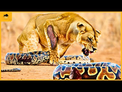 35 Moments Python vs Lion Unveiling The Outcome Of Their Wild Encounter | Animal Fight